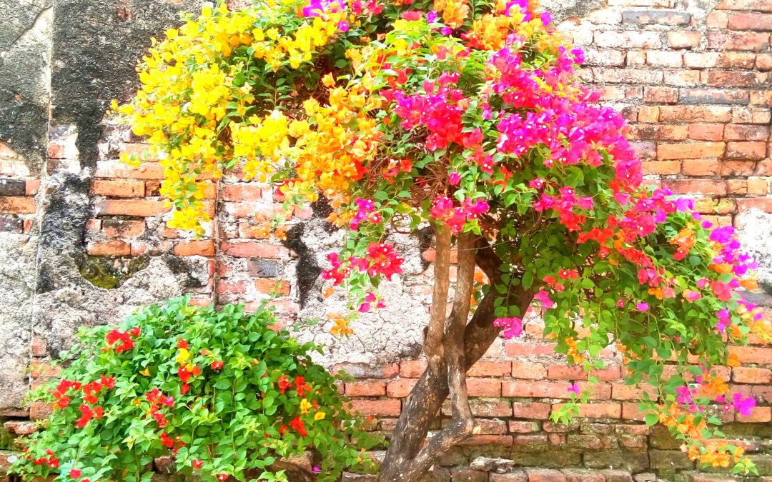 Feng Shui i boje, kao najjači simboli i pomoć | FengShuiSrbija